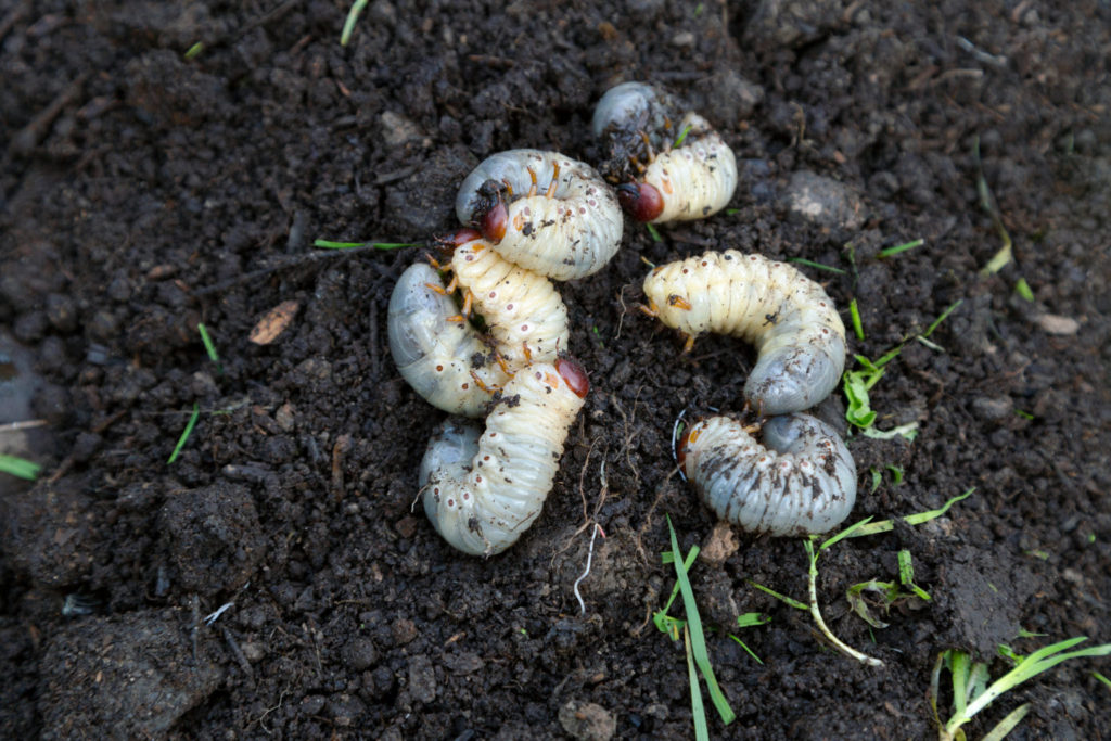 How to Manage Grubs in Lawn: A Quick Guide - Lawn Pulse
