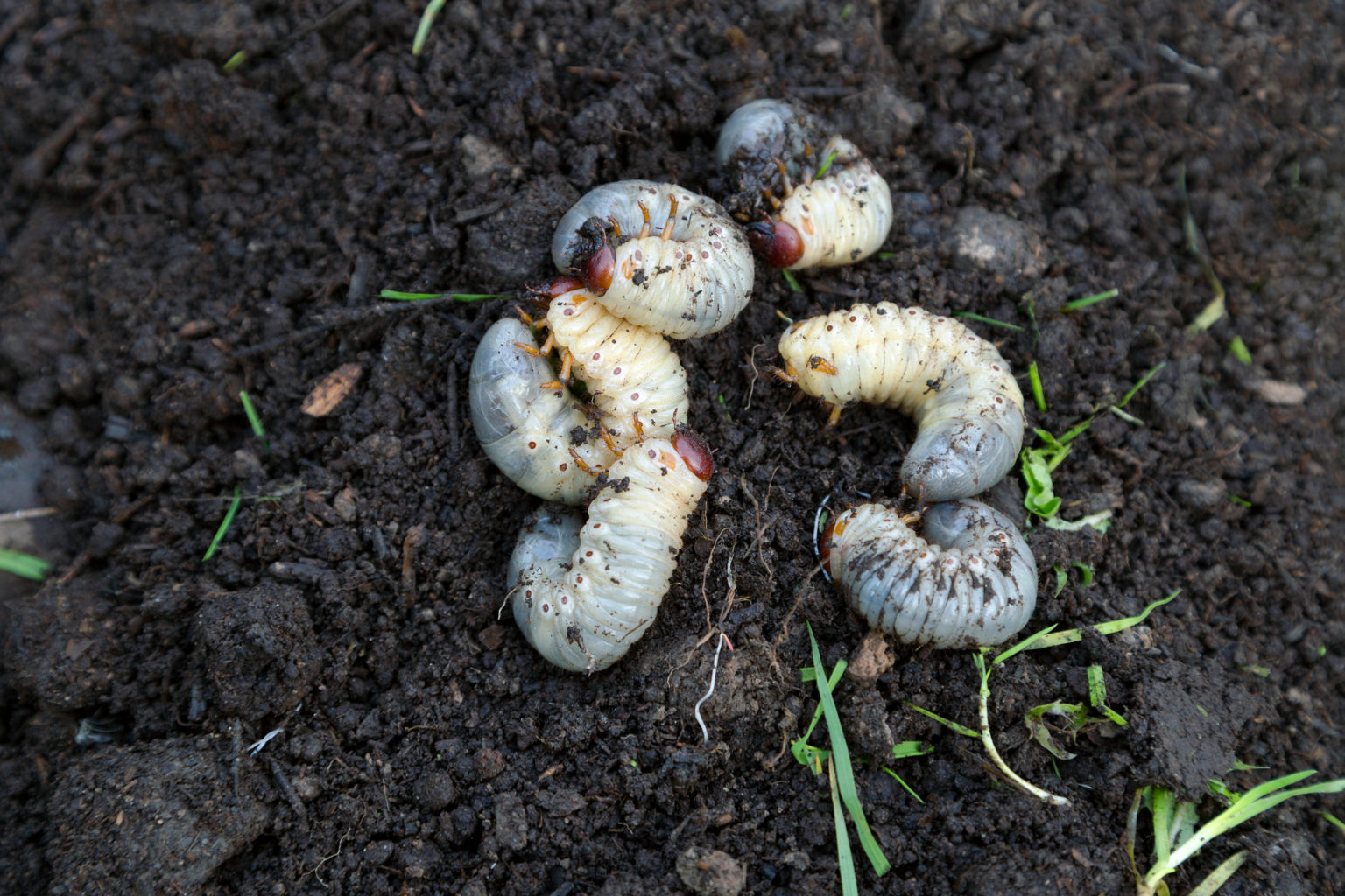 How to Manage Grubs in Lawn: A Quick Guide - Lawn Pulse