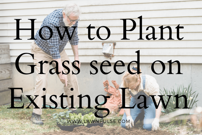 How to Plant Grass Seed on Existing Lawn